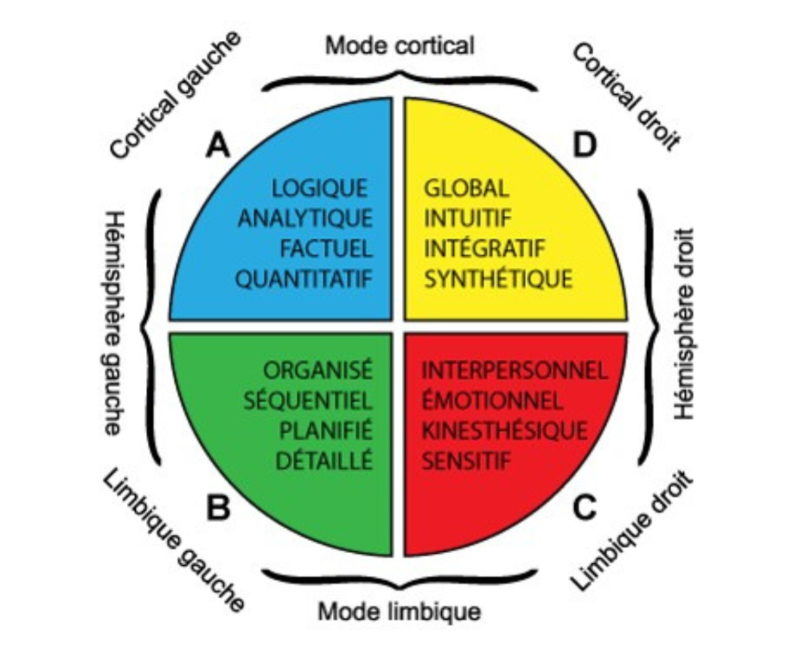 4 couleurs pour communiquer : L'outil HBDI - CQHN